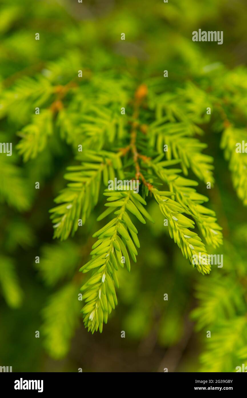 Hemlock tree hi-res stock photography and images - Alamy