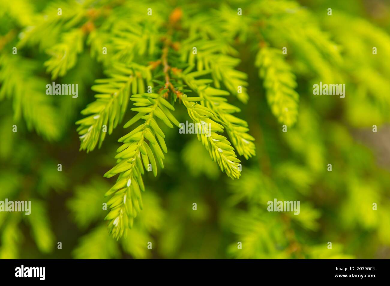 Hemlock tree hi-res stock photography and images - Alamy