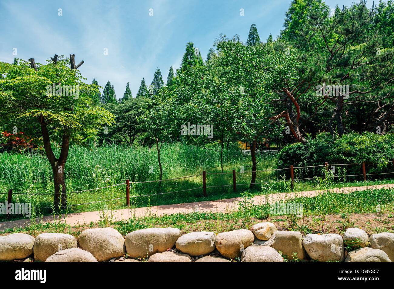 Green forest road at Incheon Grand Park in Korea Stock Photo - Alamy