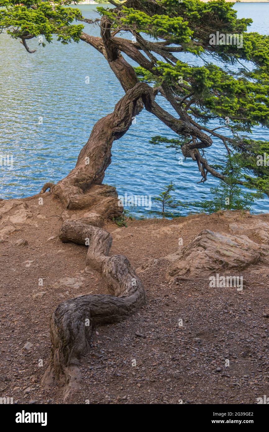 A Douglas fir tree shaped by the wind leaning over the shore of Cascade ...
