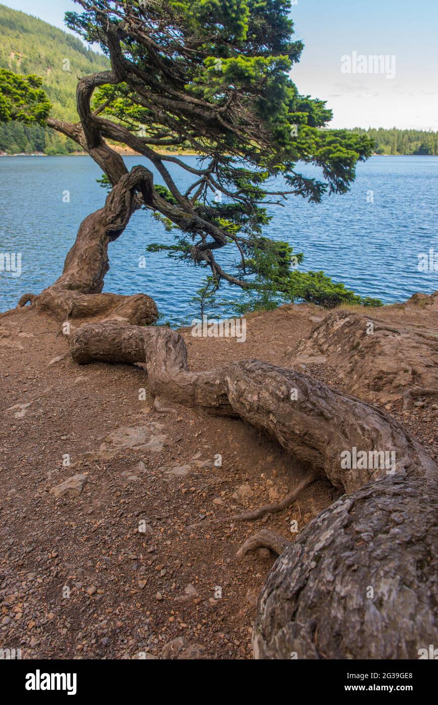 A Douglas fir tree shaped by the wind leaning over the shore of Cascade ...