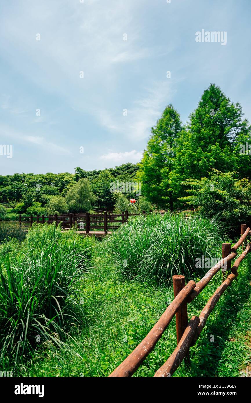 Forest trail at Incheon Grand Park in Korea Stock Photo - Alamy