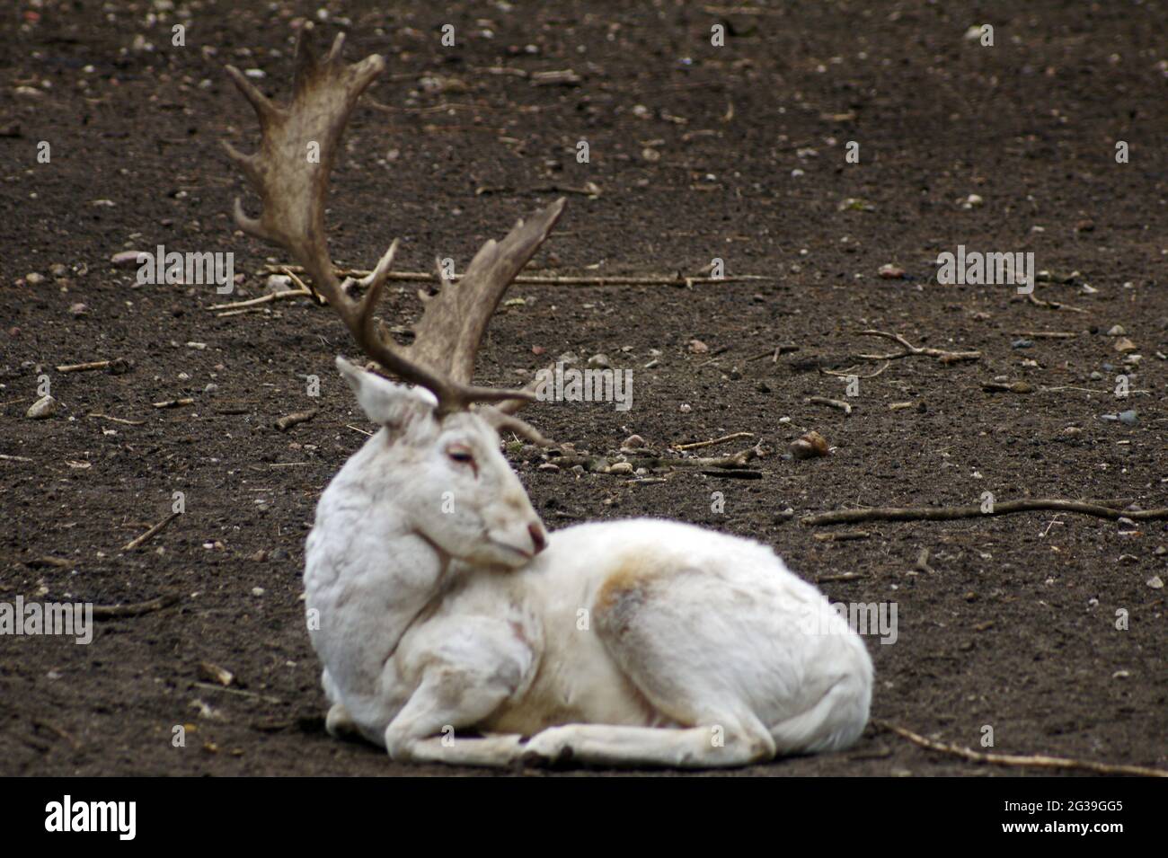 White fallow deer silhouette hi-res stock photography and images - Alamy