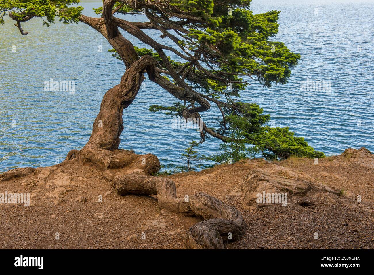 A Douglas fir tree shaped by the wind leaning over the shore of Cascade ...