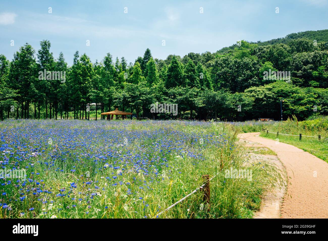 Cornflower field at Incheon Grand Park in Korea Stock Photo - Alamy