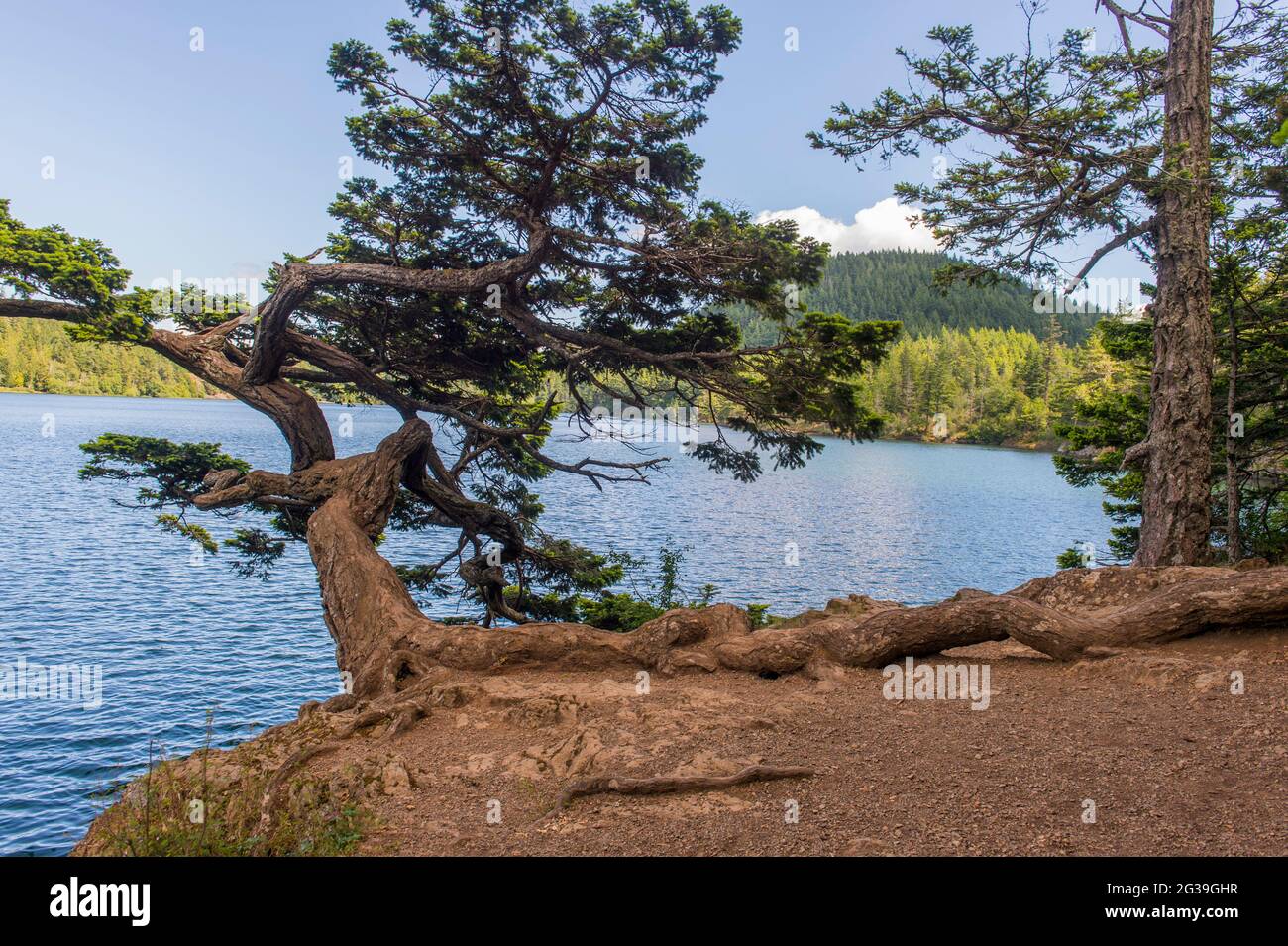 A Douglas fir tree shaped by the wind leaning over the shore of Cascade ...