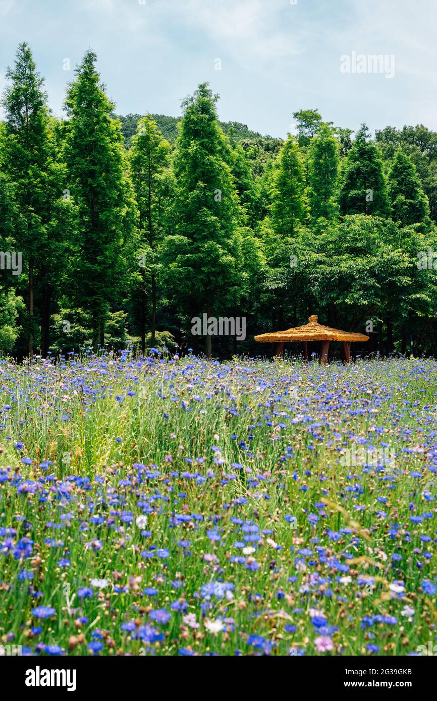 Cornflower field at Incheon Grand Park in Korea Stock Photo - Alamy