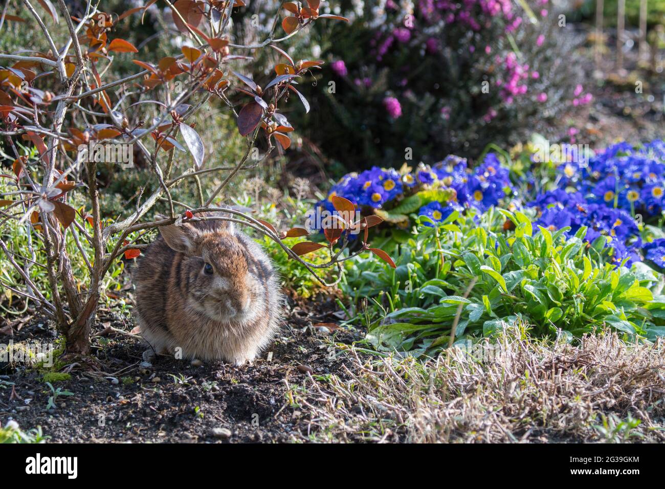 Usa in 2021 hi-res stock photography and images - Alamy