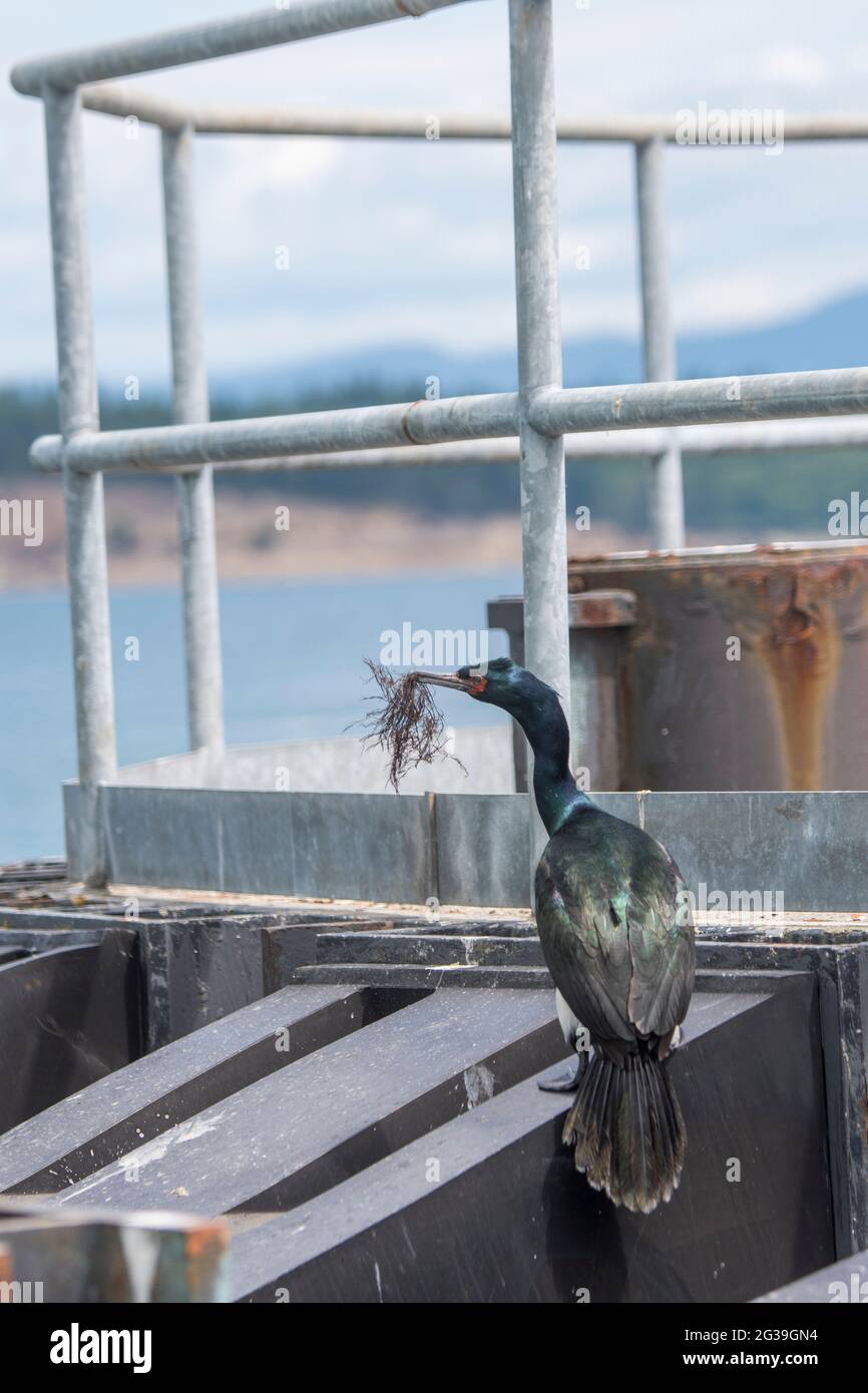 Pylons for ferry dock hi-res stock photography and images - Alamy
