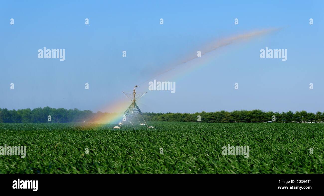 Rainbow in a corn field hi-res stock photography and images - Alamy