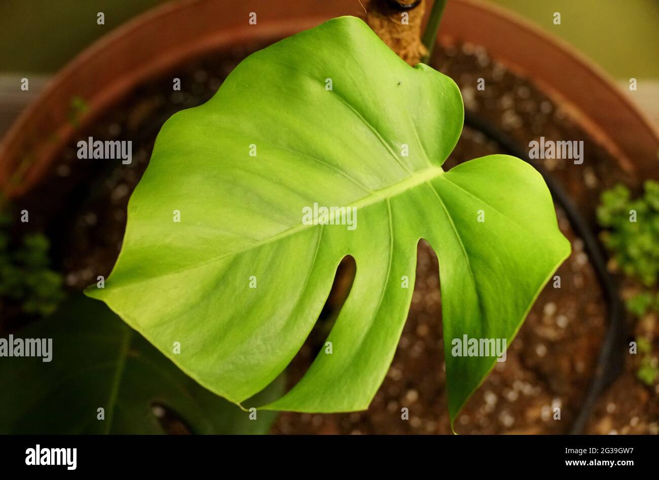 Close up of a small fenestrated green leaf of Monstera Deliciosa Stock ...