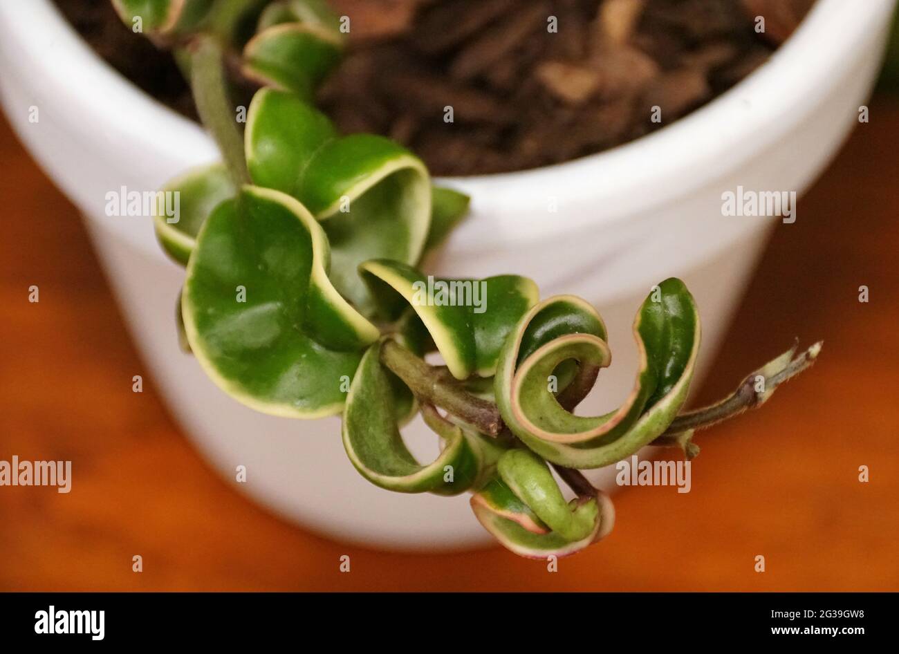 A variegated Hindu Rope plant, with scientific name Hoya Carnosa Stock ...