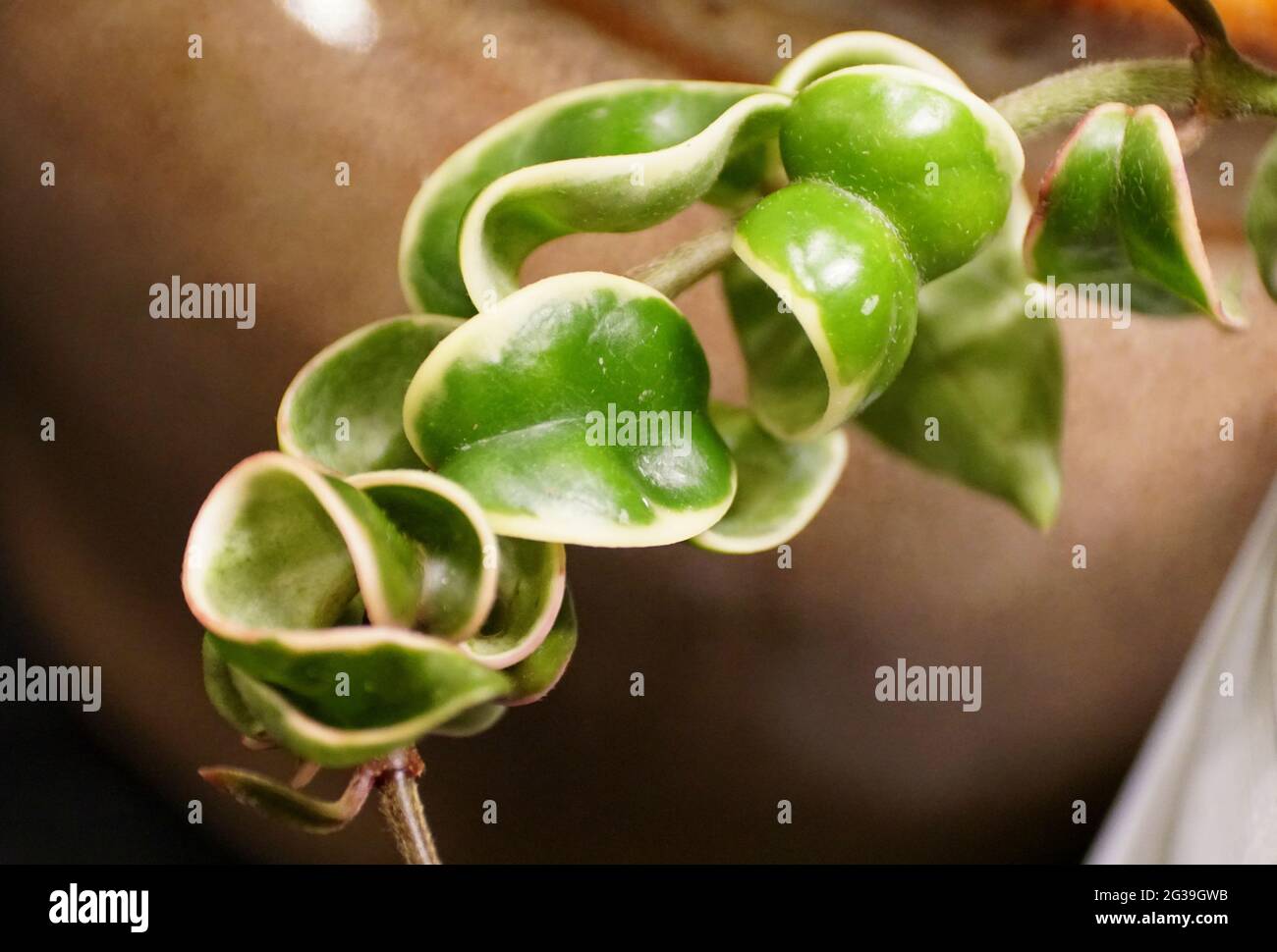 A variegated Hindu Rope plant, with scientific name Hoya Carnosa Stock ...