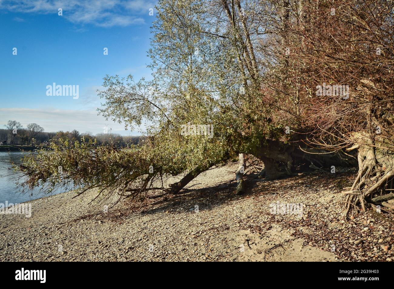 landscape of austrian Donau river beach - wild nature reserve area ...