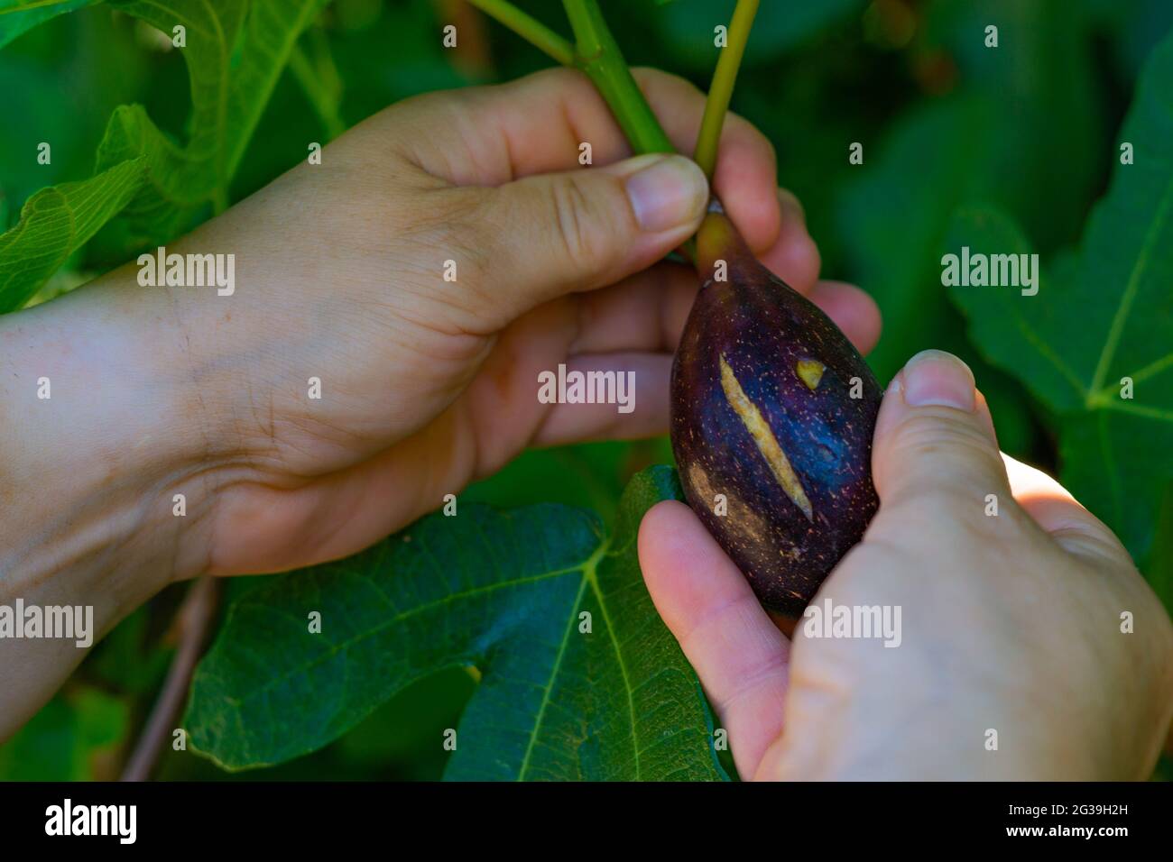 organic breba picked from the tree Stock Photo - Alamy