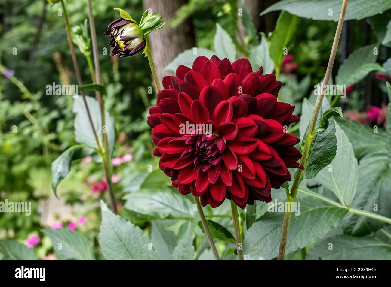 Deep red dahlia in a summer garden Stock Photo - Alamy