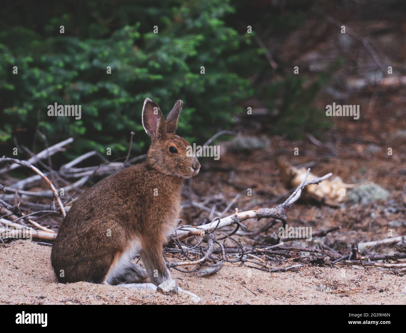 Snowshoe hare sitting hi-res stock photography and images - Alamy