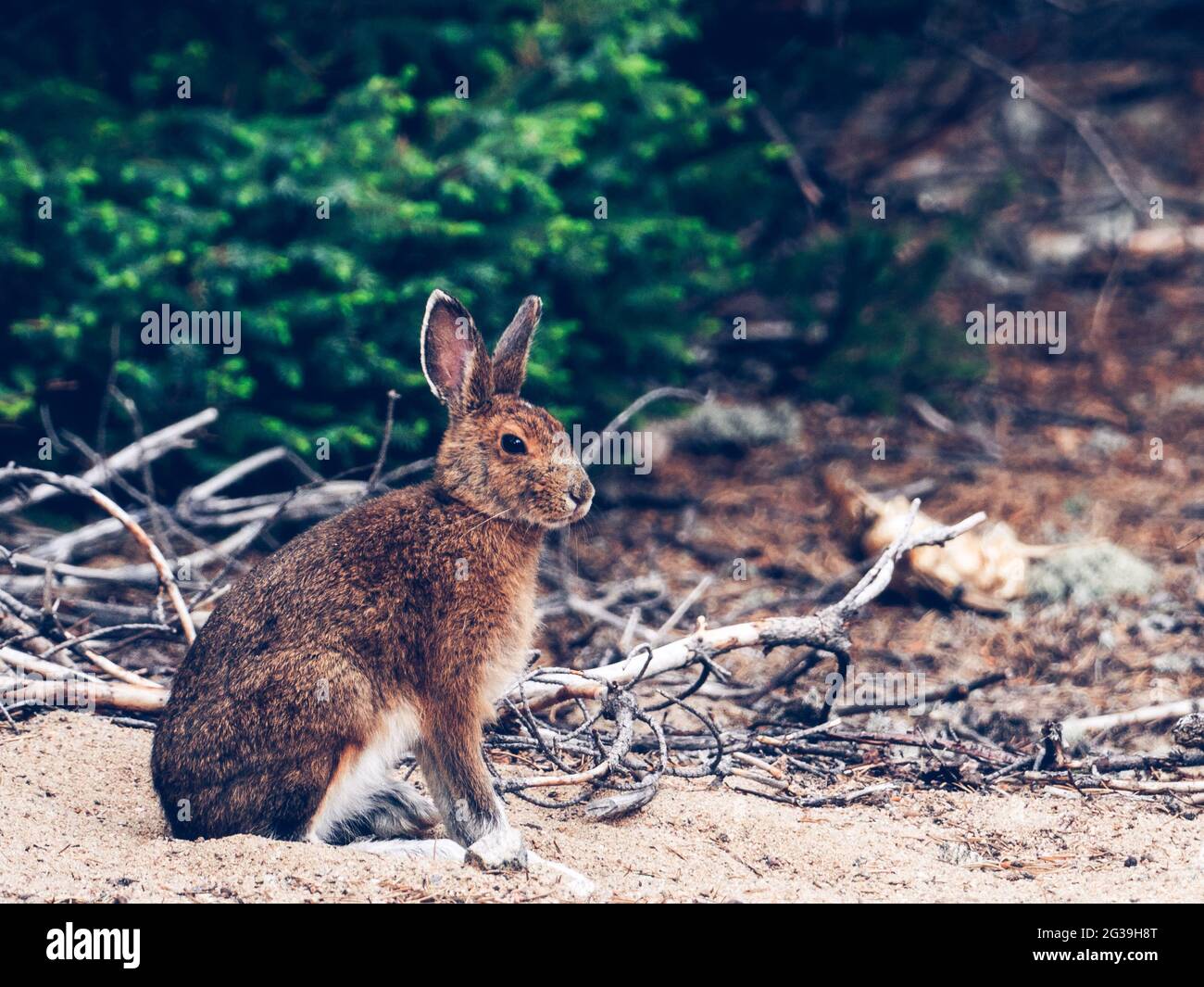 Snowshoe hare sitting hi-res stock photography and images - Alamy