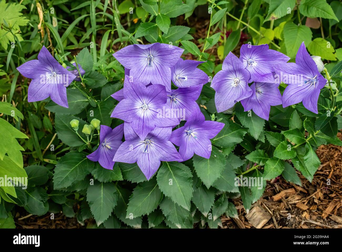 Balloon plant hi-res stock photography and images - Alamy