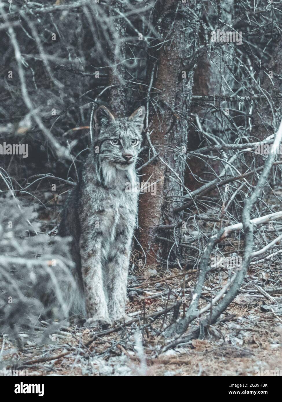 Lynx ( wildcat ) standing in a forest, wildlife Stock Photo - Alamy
