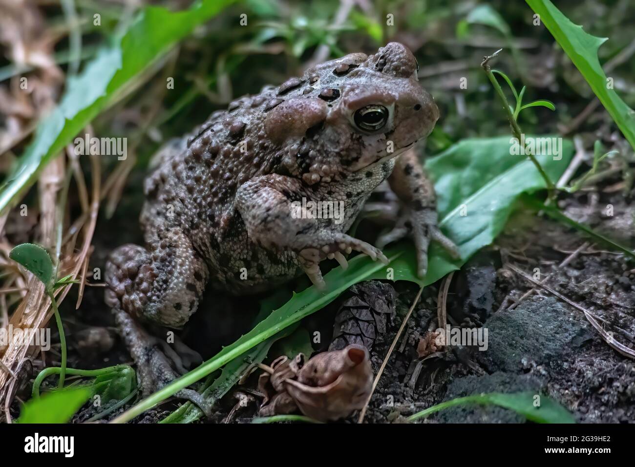 Toad on the ground among the weeds Stock Photo - Alamy