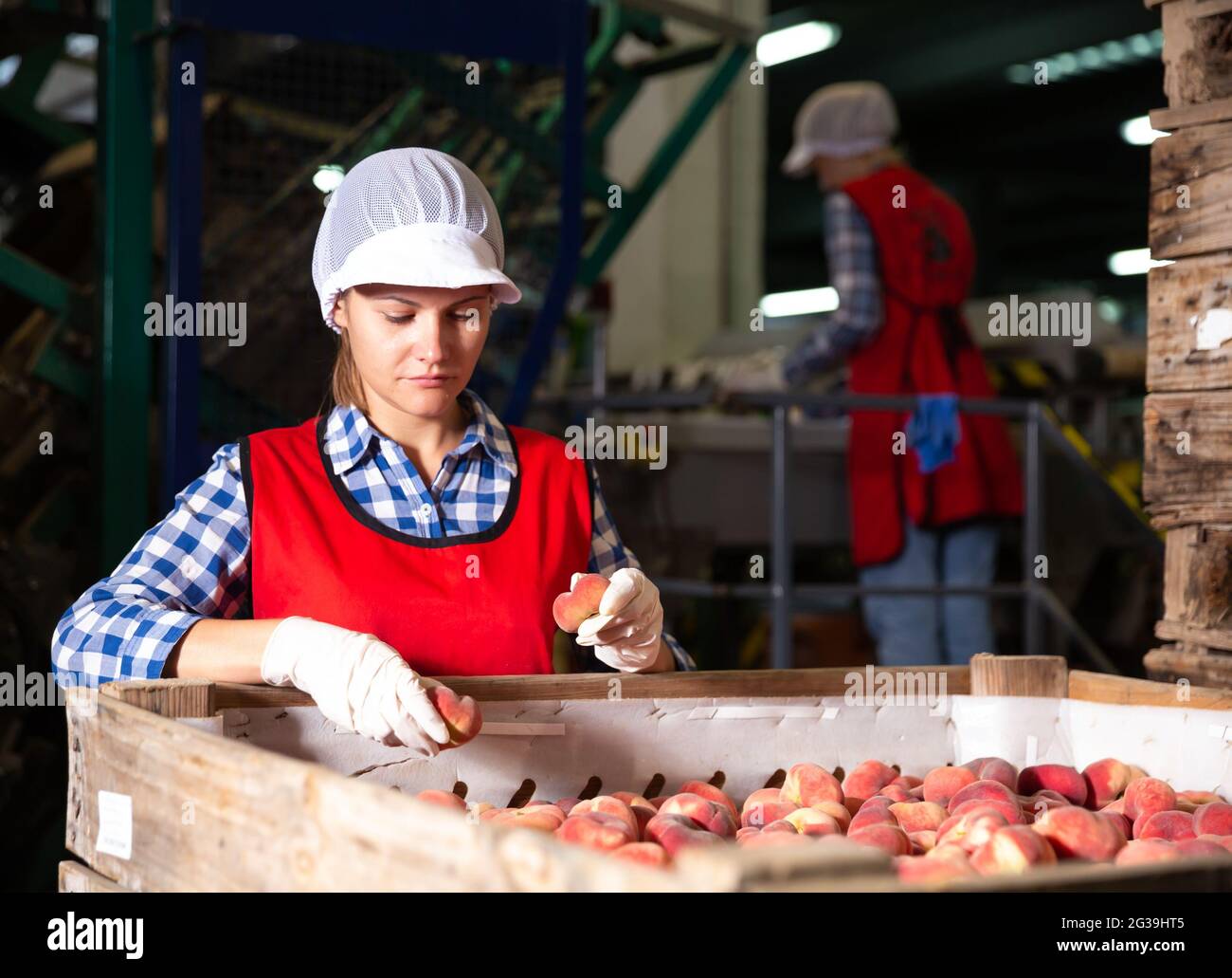 Woman employee working at a fruit warehouse, preparing a peaches for ...