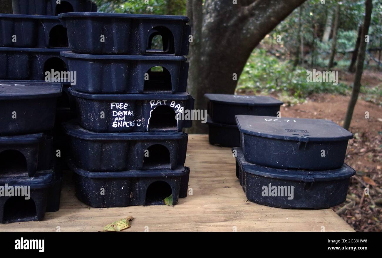 Lord howe island rat hi-res stock photography and images - Alamy