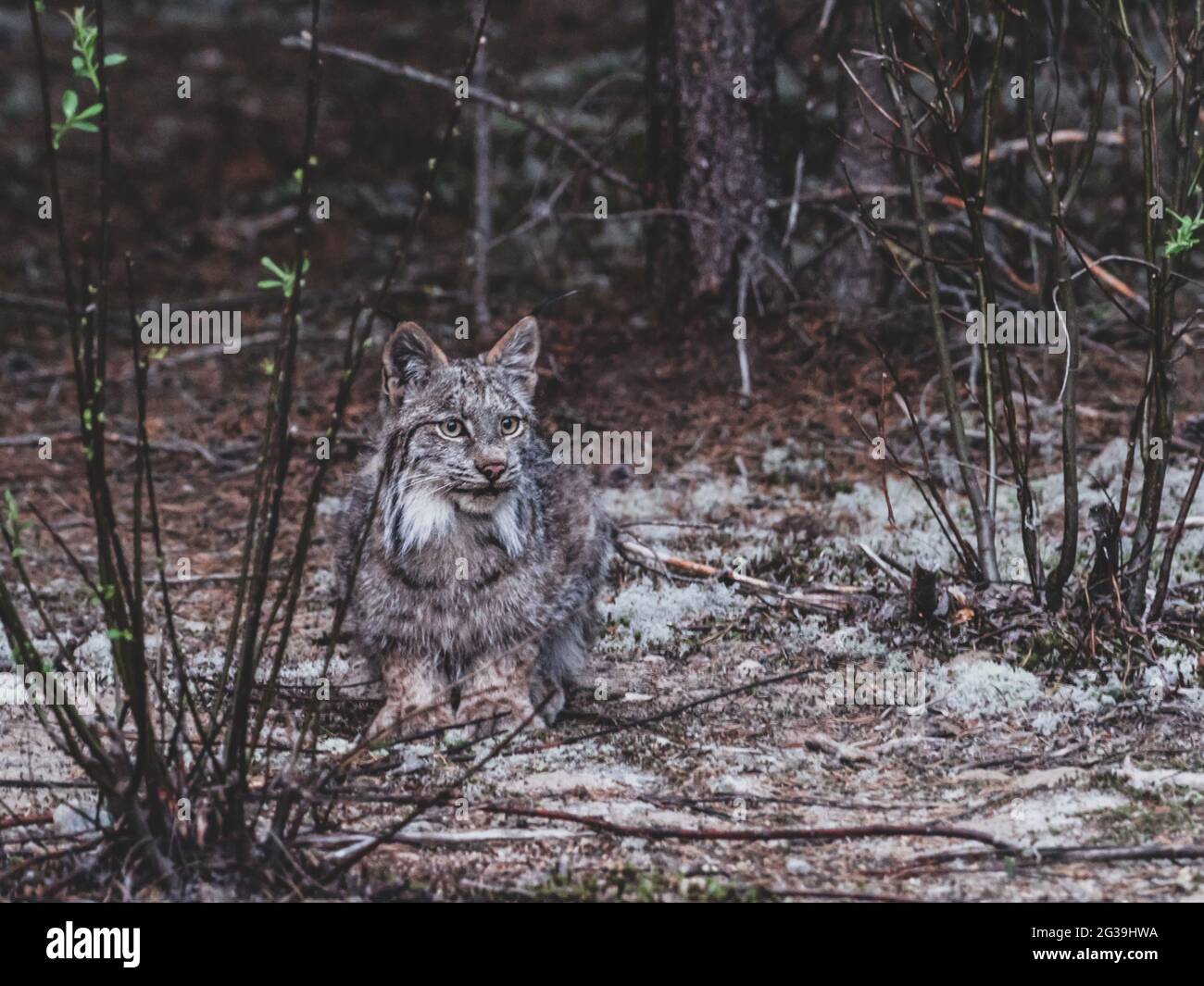 Lynx watching snowshoe hare in the wild, Quebec, Canada, wildcat ...