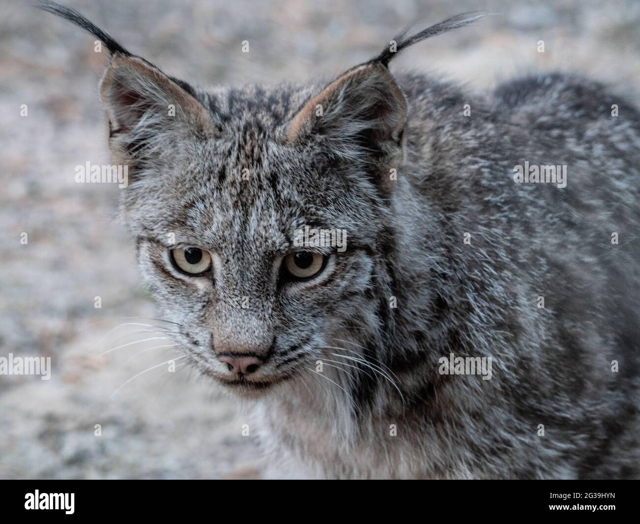 Bobcat face hi-res stock photography and images - Alamy