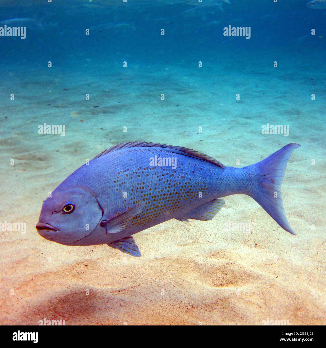Images Of Blue Fish Bluefish Images – Browse 8,269 Stock Photos,