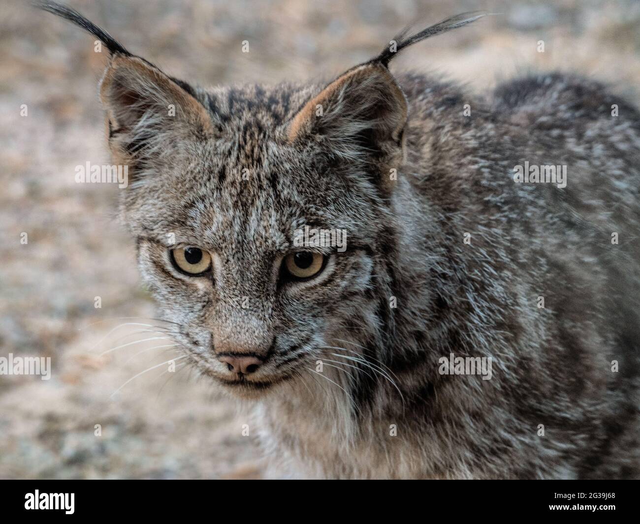 Close-up shot of the face of a Canada Lynx in the wilderness, Quebec ...