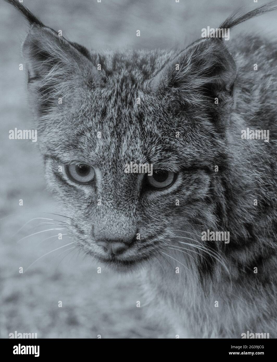 Lynx canadensis canadian lynx hi-res stock photography and images - Alamy