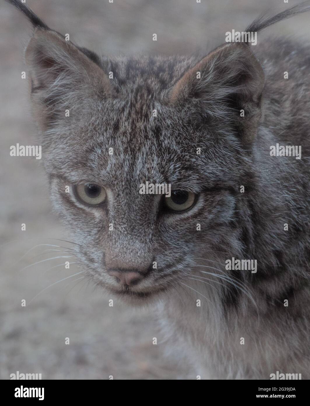 Close-up shot of the face of a Canada Lynx in the wilderness, Quebec ...