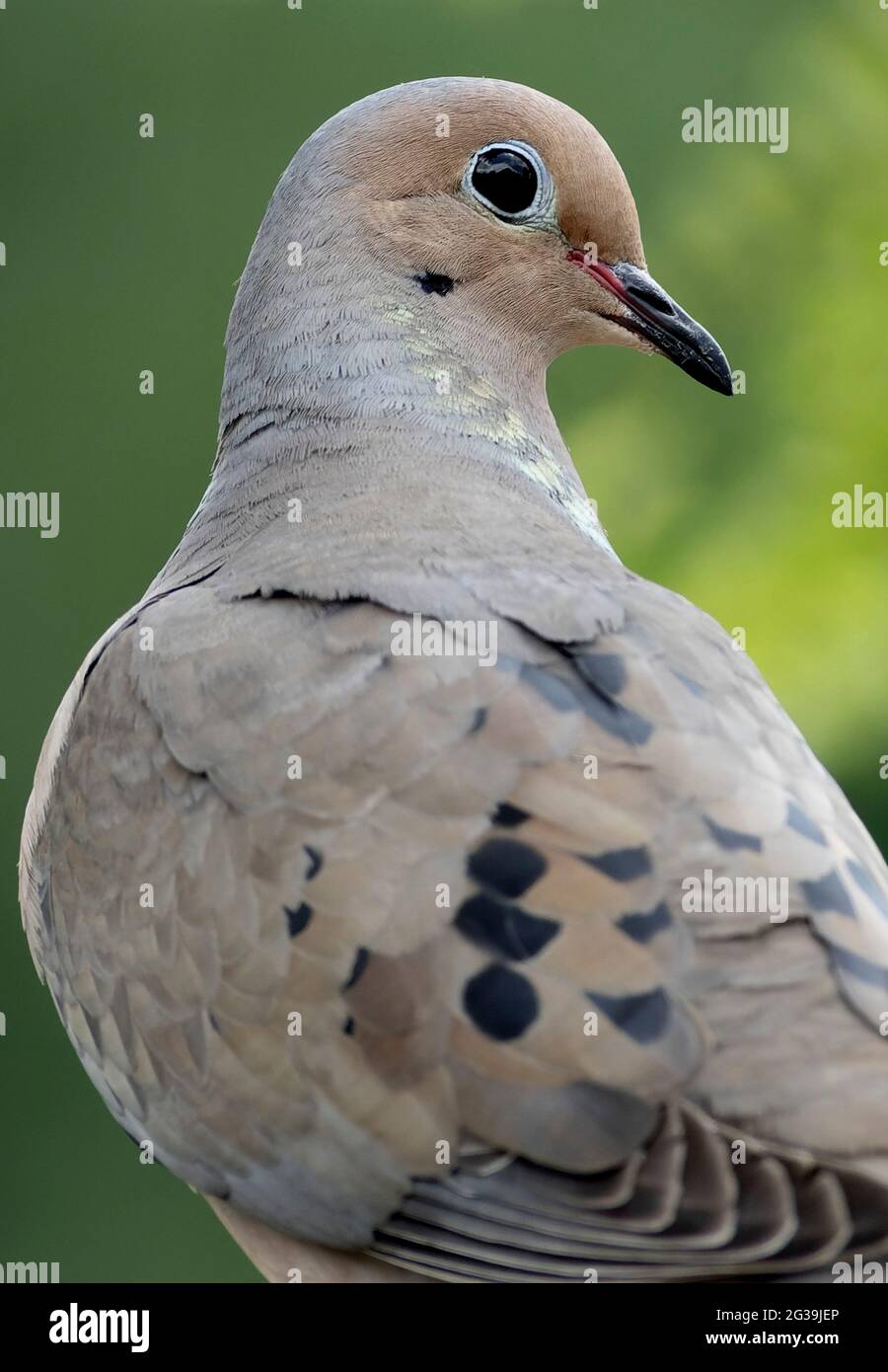 Mourning Dove poses on the backyard deck Stock Photo - Alamy