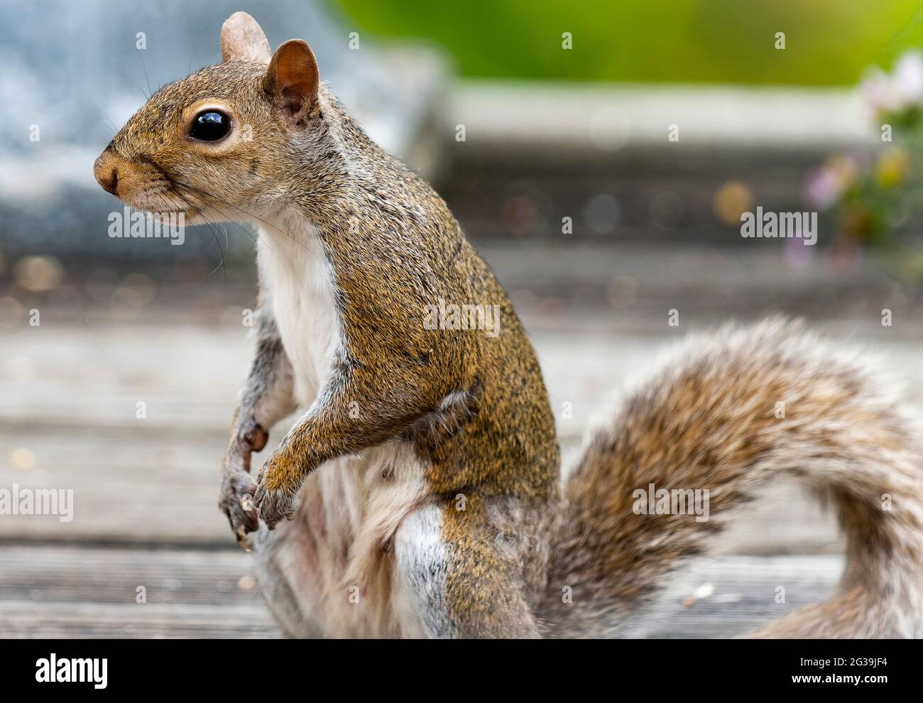 Squirrel up on its hind legs on the backyard deck Stock Photo - Alamy