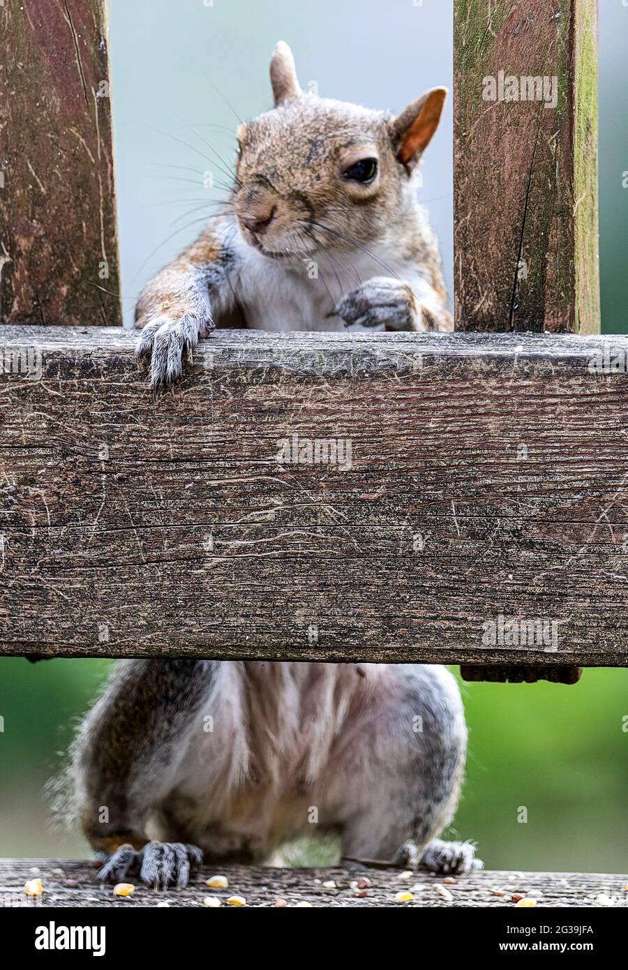 Squirrel behind the garden fence Stock Photo - Alamy