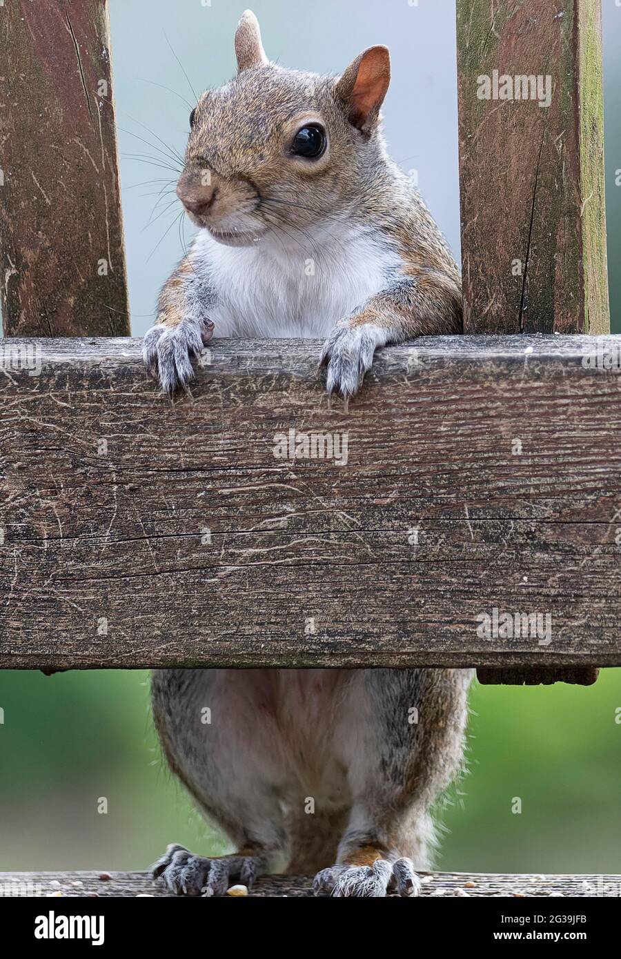 Squirrel behind the garden fence Stock Photo - Alamy