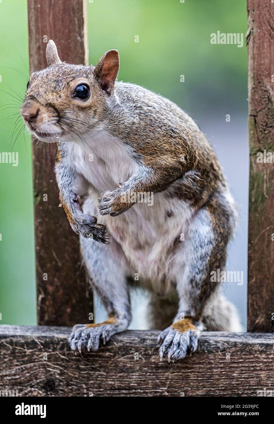 Squirrel behind the garden fence Stock Photo - Alamy
