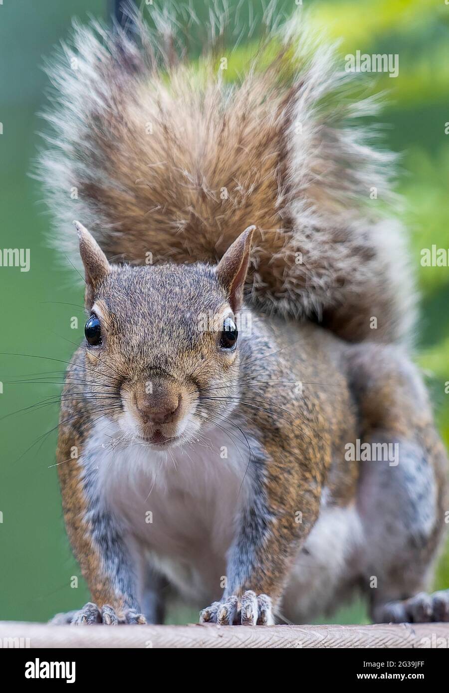 Squirrel looks into the camera lens Stock Photo - Alamy