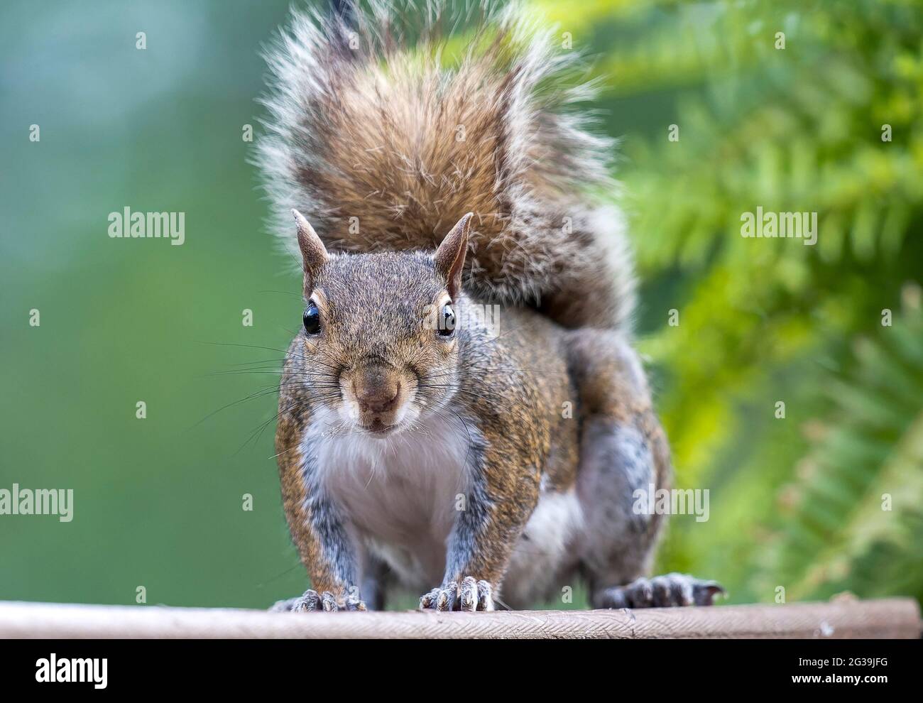 Squirrel looks into the camera lens Stock Photo - Alamy