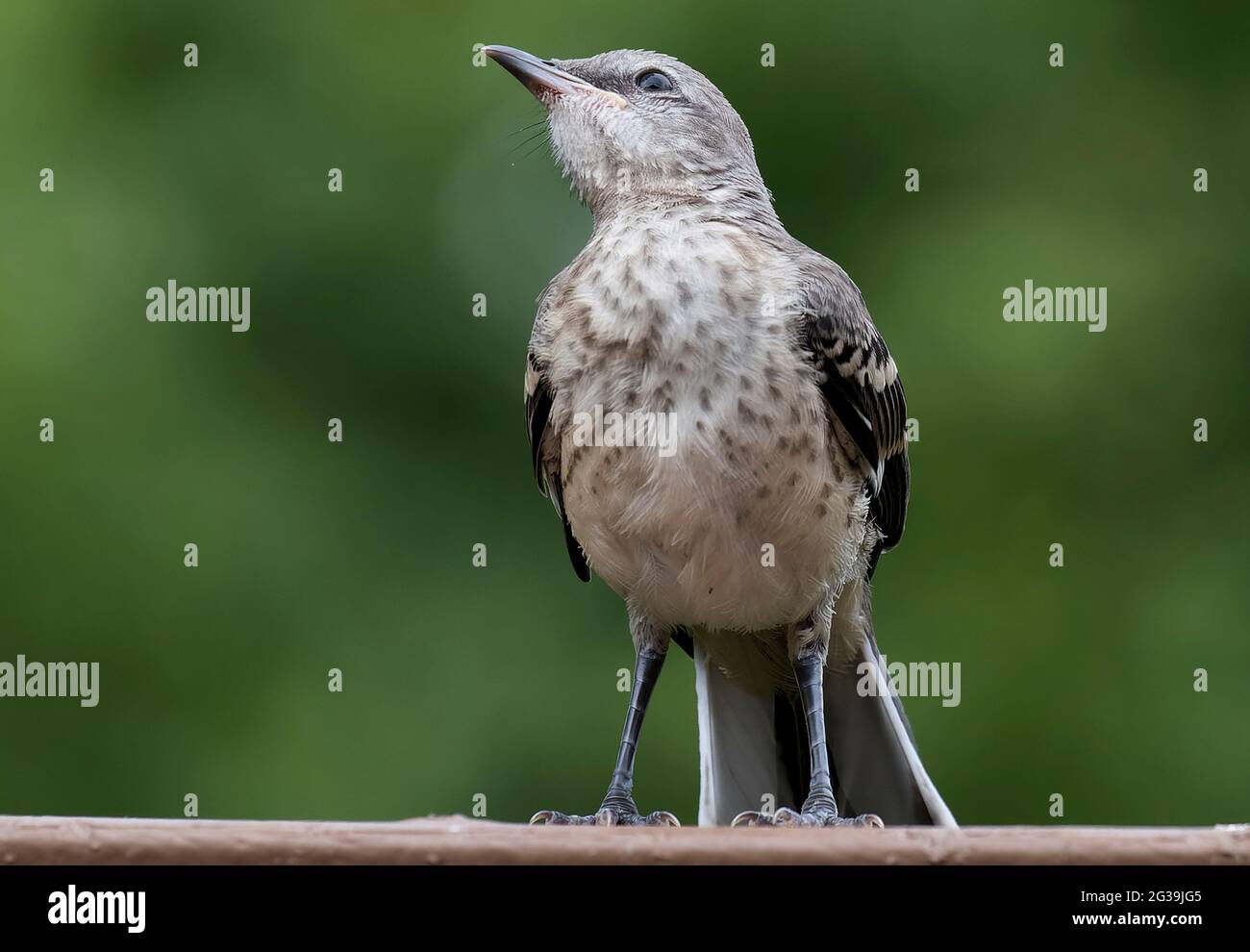 Northern Mockingbird arrives on the backyard deck Stock Photo - Alamy