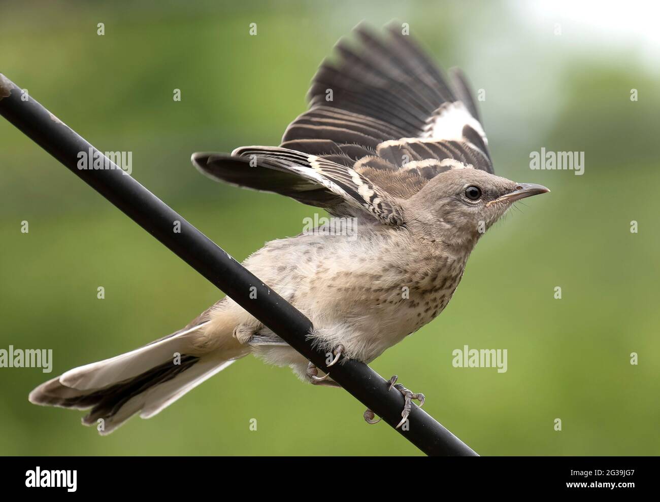 Northern Mockingbird arrives on the backyard deck Stock Photo - Alamy