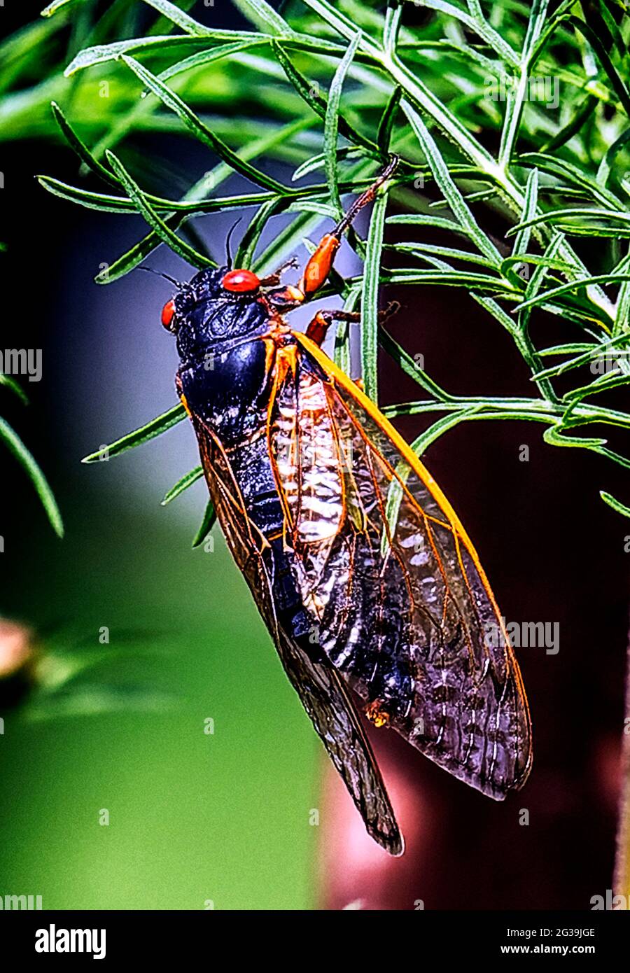 Cicada clings to garden flower Stock Photo - Alamy