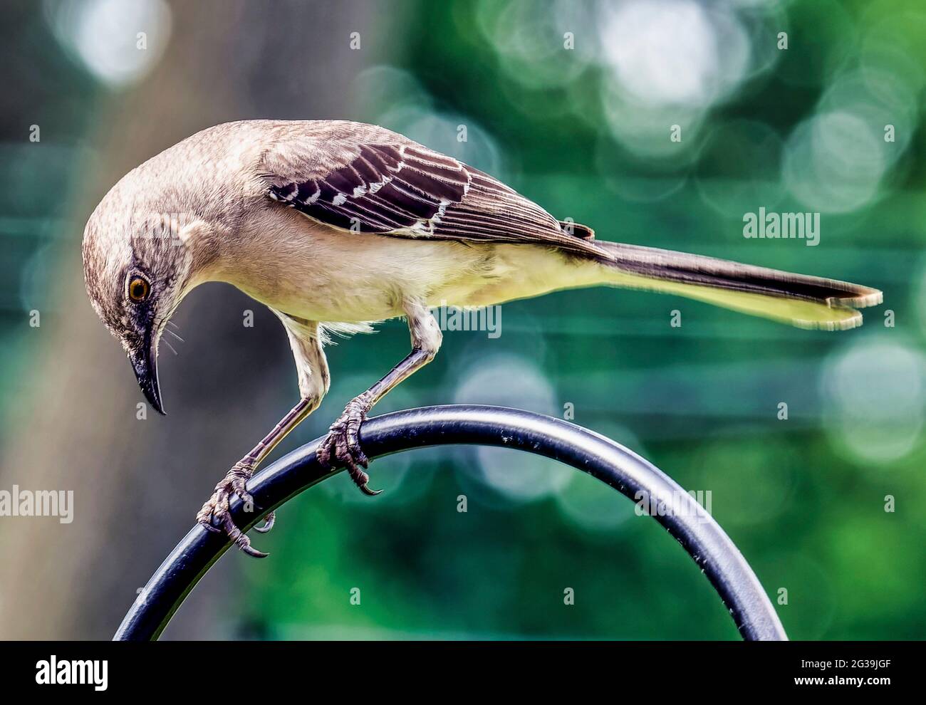 Northern Mockingbird arrives on the backyard deck Stock Photo - Alamy