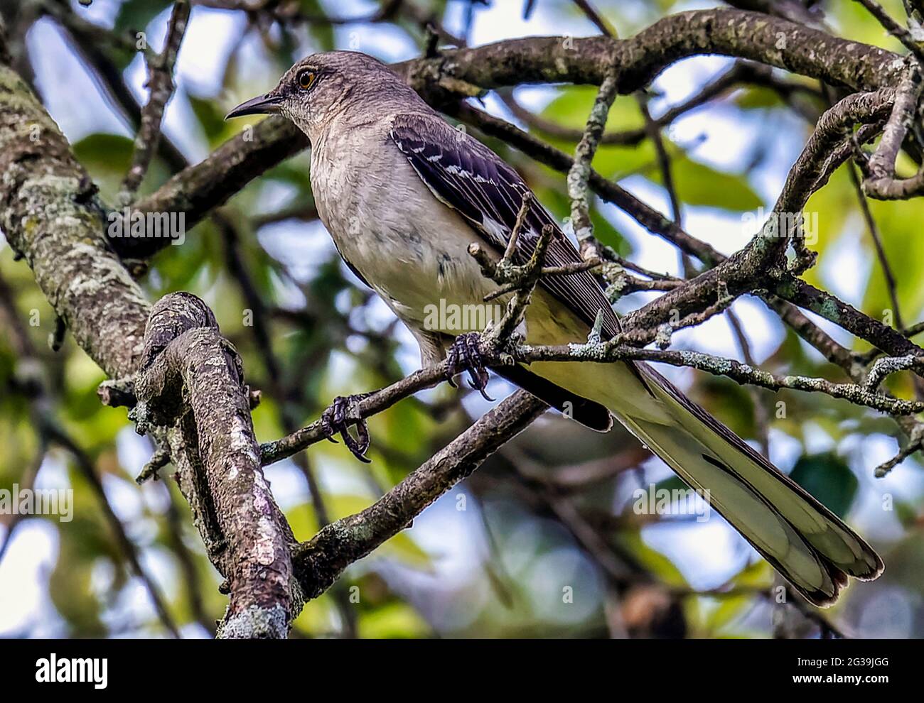 Northern Mockingbird up in a tree Stock Photo - Alamy