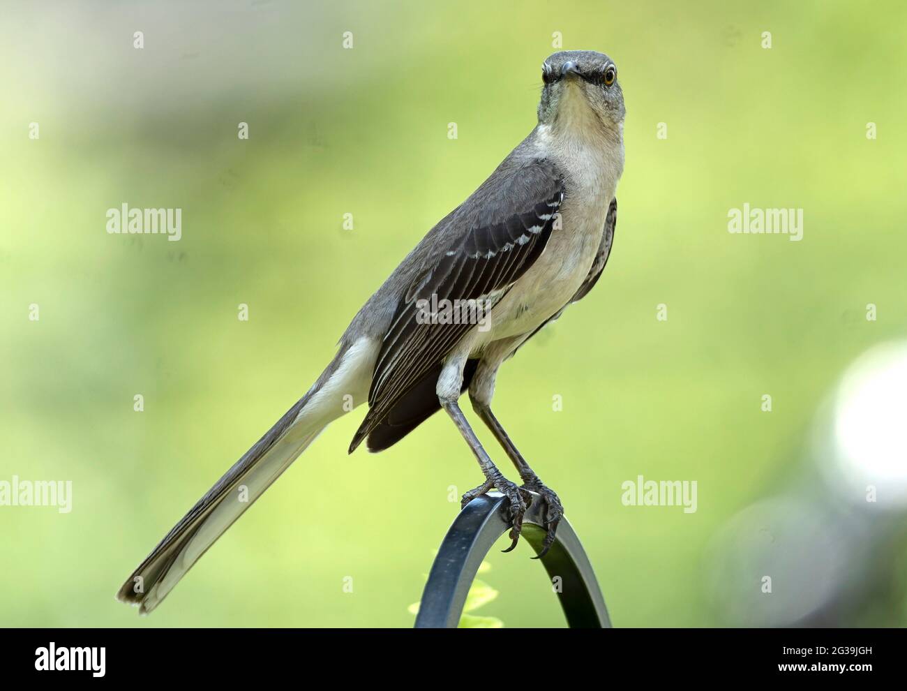 Northern Mockingbird arrives on the backyard deck Stock Photo - Alamy