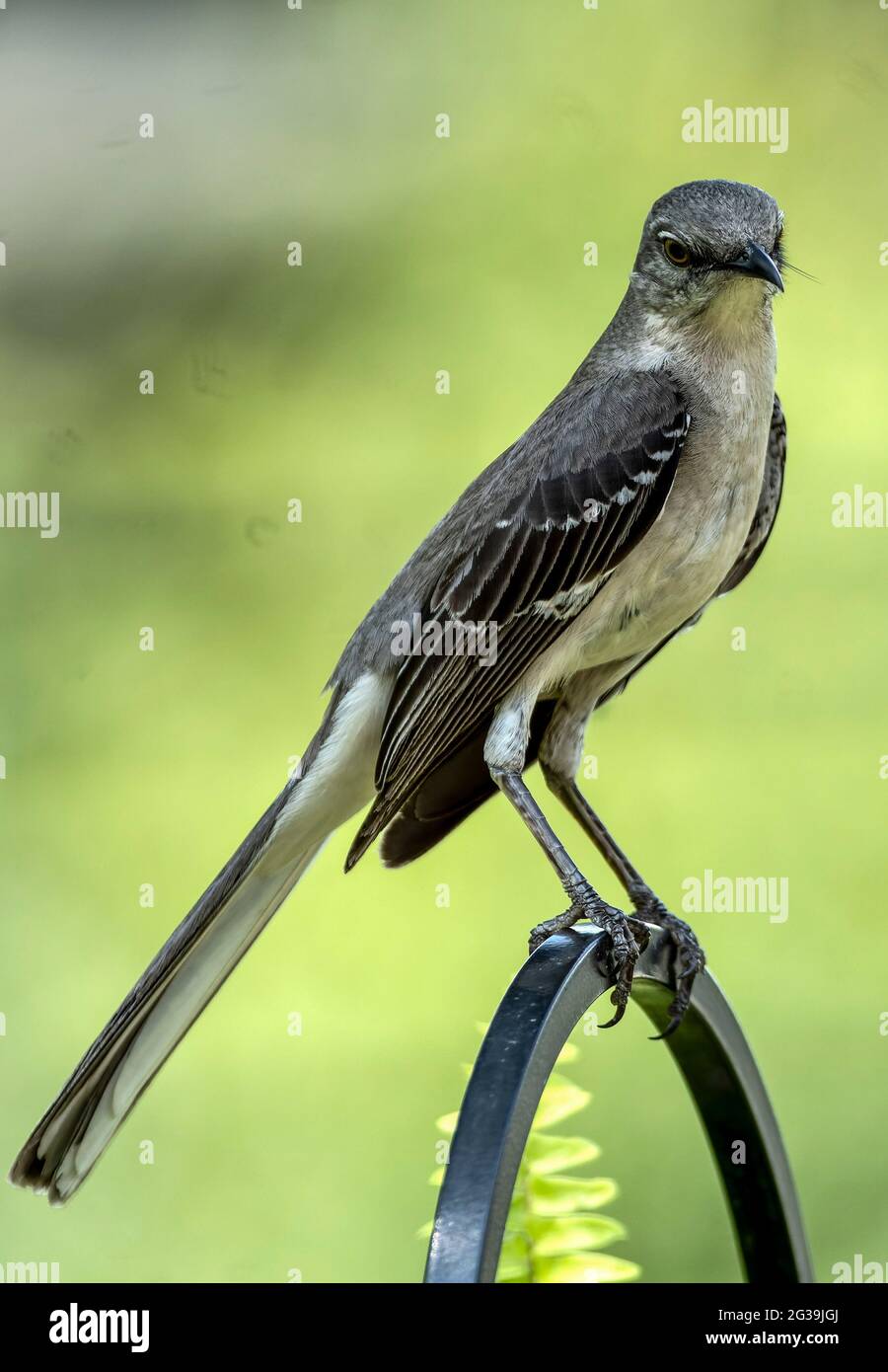 Northern Mockingbird arrives on the backyard deck Stock Photo - Alamy