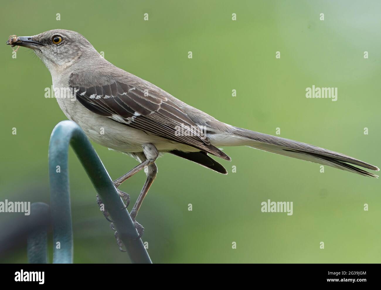 Northern Mockingbird arrives on the backyard deck Stock Photo - Alamy