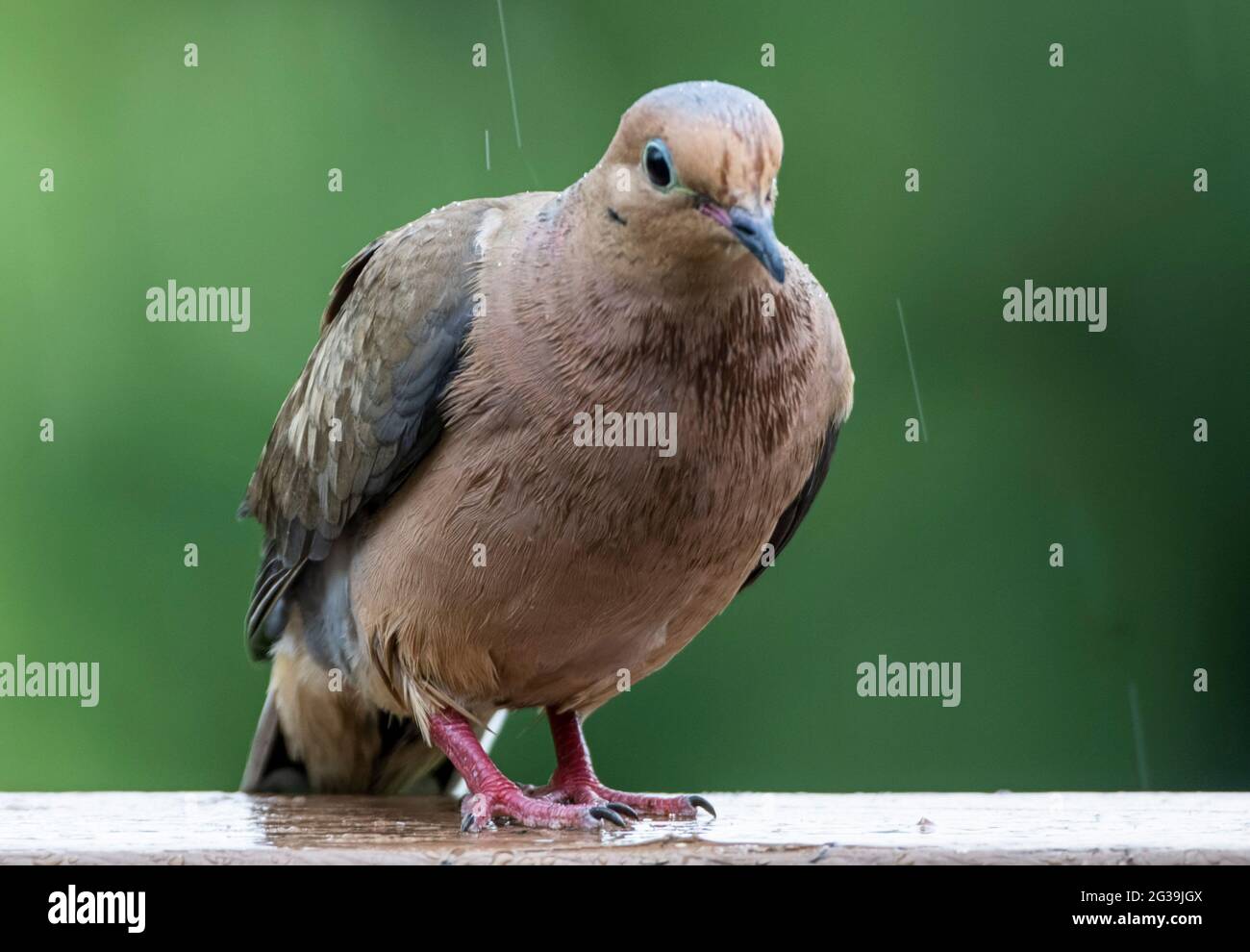 Wet mourning dove hi-res stock photography and images - Alamy