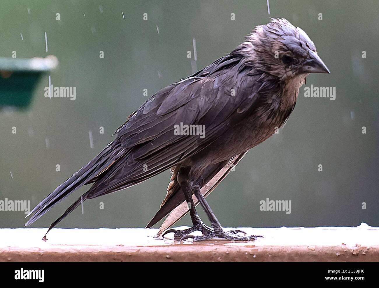 Wet Cowbird on the backyard deck Stock Photo - Alamy